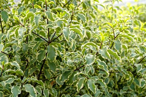 Pittosporum Tree Pittosporum Tenuifolium Silver Sheen Alvarez