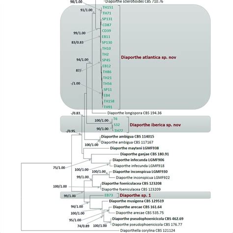 phylogram of diaporthe resulting from a maximum likelihood analysis