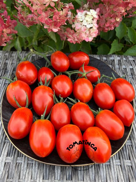 Раннеспелые томаты – Tomatinсa.ru