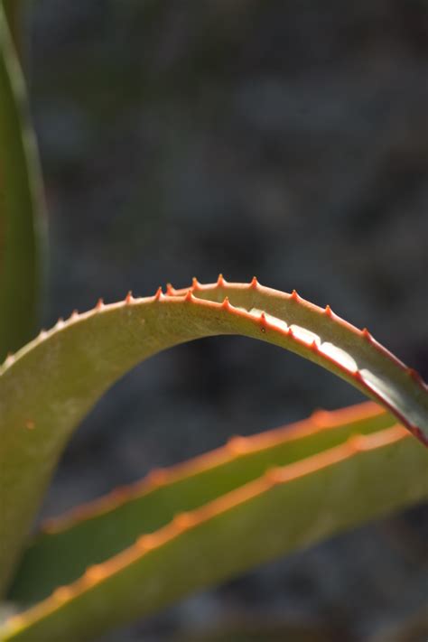 Palm Springs Life Explored