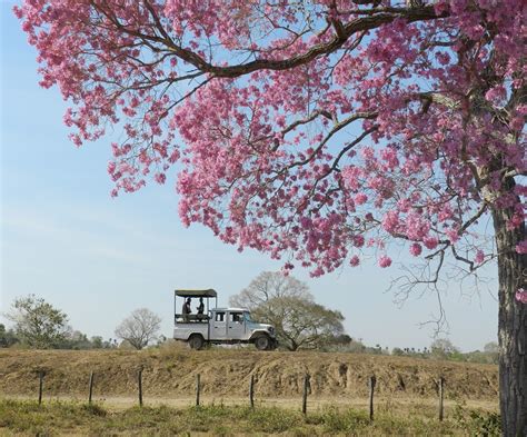 Swamp Pantanal And Chapada Package Brazil Travel Packages