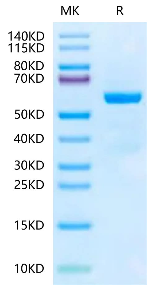 Mouse Qa 1bandb2mandqdm Amaprtlll Monomer Protein Mhc Mm452 Kactus