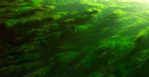 What Is The Benthic Zone