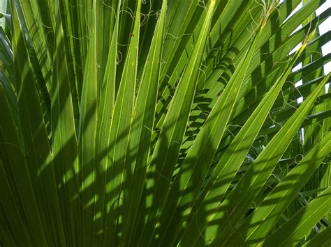 Palmetto Margalló Sheets - Free photo on Pixabay - Pixabay