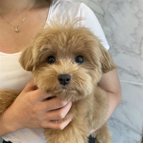 말티푸 복희 치와와키우는방법 코카스파니엘키우는방법 폼스키키우는방법 폼치키우는방법 폼피츠키우는방법 푸숑키우는방법 노르웨이숲키우는방법 뱅갈키우는방법 샴키우는방법 셀커크렉스키우는