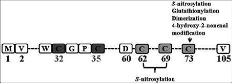 Cysteine Residues Of The Highly Conserved Activesite Sequence