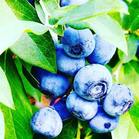 Investigadores Han Descubierto Que La Mora Azul Silvestre De Alaska