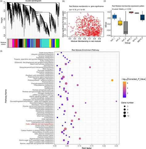 Wgcna Analysis A Gene Dendrogram And Module Color Analysis Different