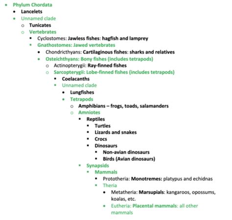 Biol 1302 Test Two Vertebrate Phylogeny Lecture Five Flashcards Quizlet