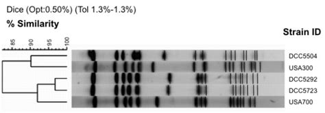 Pfge Pattern Of Mrsa Isolates Dendrogram Resulting From The Comparison