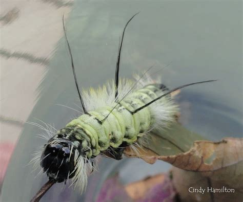 American Dagger Moth Acronicta Americana Harris 1841 Butterflies