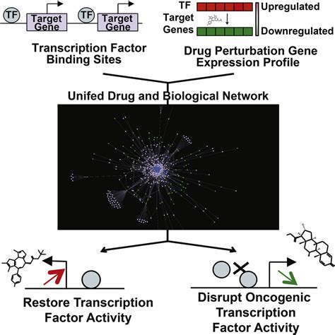 A Computational Drug Repositioning Approach For Targeting Oncogenic Transcription Factors Cell