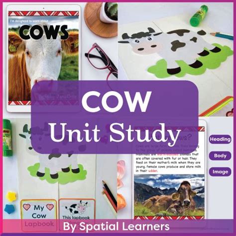 cows basic facts about cows science spatial learners cow facts