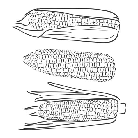 Sweet Corn Vector Hand Drawn Vegetables Isolated On White Background