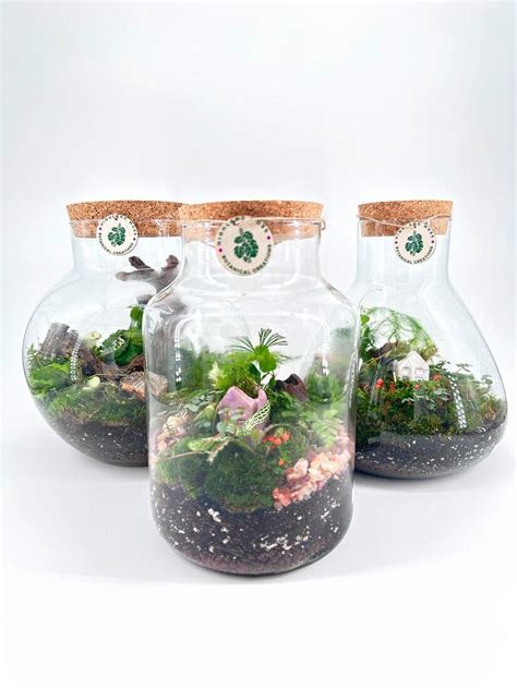 Terrarium Diy Kit Builder Create Your Own Mini Ecosystem Highland Moss