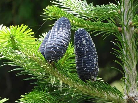 17 Different Types Of Fir Trees Their Identifying Features