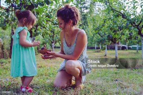 젊은 여자와 그녀의 2 년 딸은 여름 날에 자신의 유기농 농장 과수원 과일 어머니와 아이에 나무 가지에서 잘 익은 자두를 따기 매실을 수확 가을에 대한 스톡 사진 및 기타