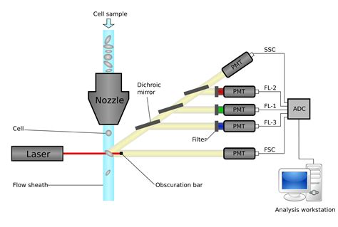How Does Flow Cytometry Count Cells At Kelsey Sapp Blog