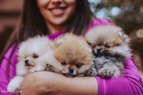 60 عکس بانمک از ملوس ترین سگ های جهان