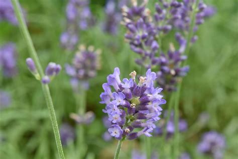 무료 사진 향기로운 잔디 식물 라벤더 초원 꽃 정원 여름 자연 관목 플로 라