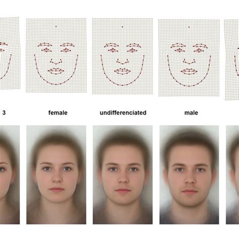 Sex Differences In Facial Shape A Deformation Grids And B