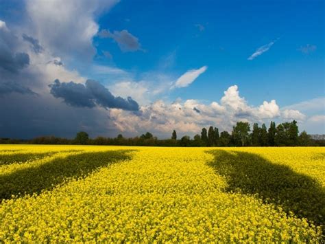 Ukraine The Breadbasket Of Europe World Prayer Centre