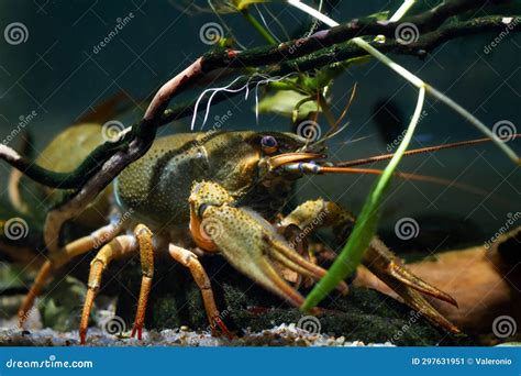 Danube Crayfish Carapace Eyes Legs Hide At Twig Gravel Substrate