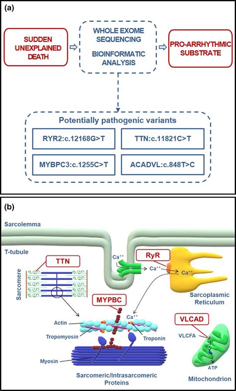Whole Exome Sequencing And Bioinformatic Analyses For Identification Of Download Scientific