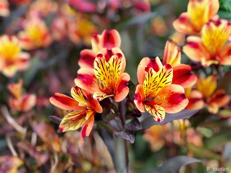 Apple IPhone Plus Review Still A Powerful Alternative