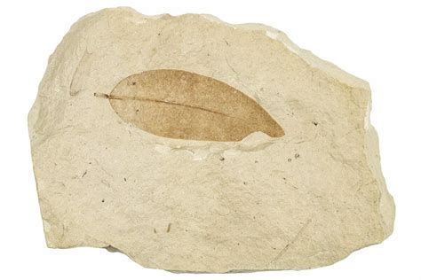 2 1 Fossil Leaf France 254278 For Sale