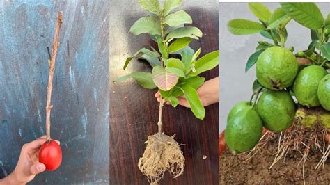 Growing Guava Trees From Cuttings A Unique And Effective Technique Home Garden Tips