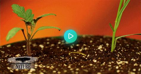 As It Grows The Dodder Vine Will Sniff For It Choice Of Food  On Imgur