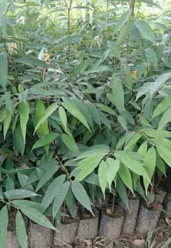 18 Inches 1 5 To 3 Feet Green Nahor Garden Plants At ₹ 20 Piece In Nagaon Id 20948661191