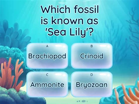 Fossil Identification Quiz