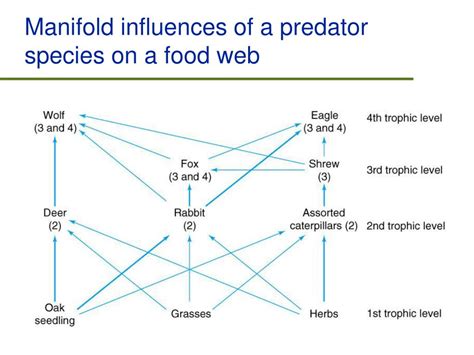 Ppt Foraging Behaviour Powerpoint Presentation Free Download Id1412354