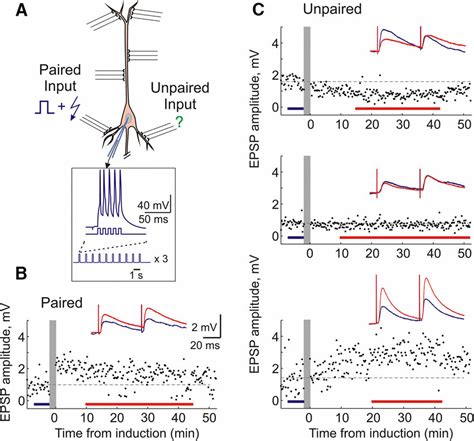 Induction Of Long Term Plasticity By Pairing Procedure A Scheme Of