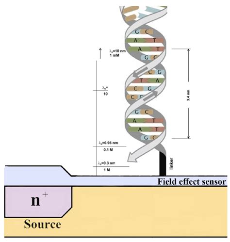 Schematic Illustration Of A Dna Covalently Bound To A Sensor Surface Download Scientific