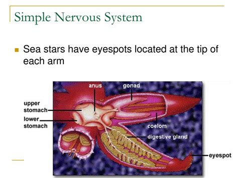 Ppt Echinoderms Powerpoint Presentation Free Download Id4728215