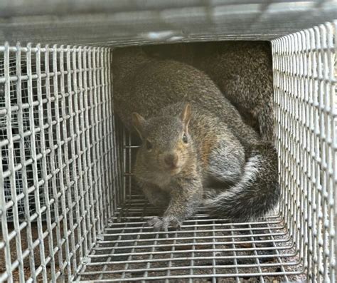 Are Squirrels Dangerous Westchester Wildlife