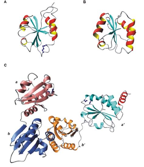 Ribbon Models Of The Structures Of The Human Pdi Domains A A Pdb Code