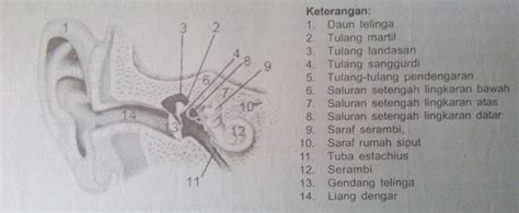 Last Indra Pendengar Bagian Bagian Telinga Kelas 4 Sd