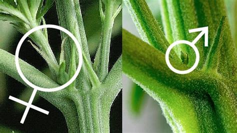 How Can I Identify The Sex Of A Plant Before Flipping To Flower Around What Time Can I Identify