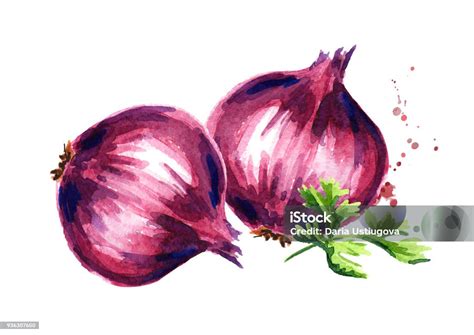 양파 전구입니다 흰색 배경에 고립 수채화 손으로 그린 그림 개체 그룹에 대한 스톡 벡터 아트 및 기타 이미지 개체 그룹 건강한 생활방식 건강한 식생활 Istock