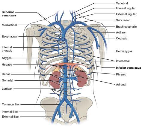 Circulatory Pathways · Anatomy And Physiology