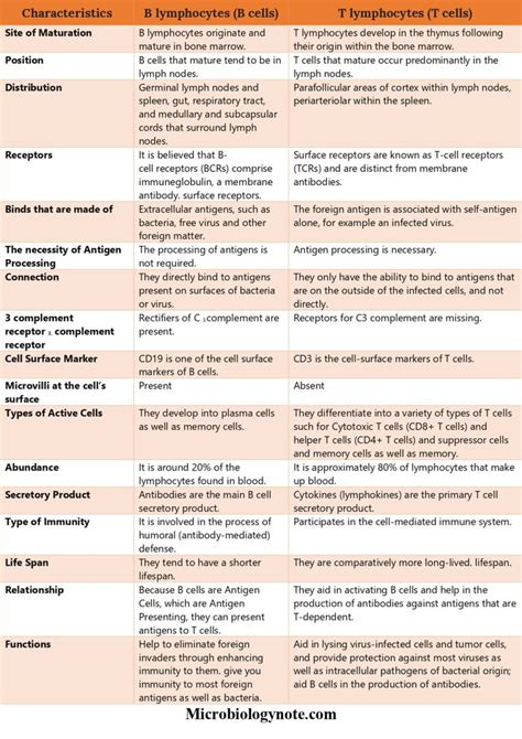 Differences Between B Cells And T Cells B Cells Vs T Cells In
