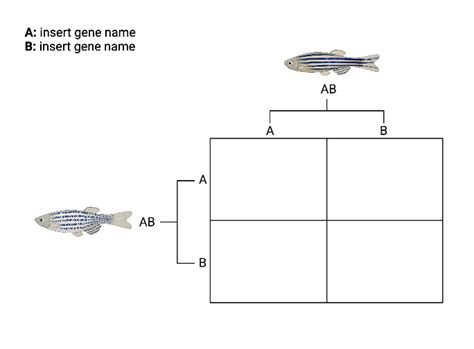 Zebrafish Punnett Square Layout 2x2 BioRender Science Templates