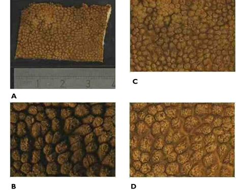 Figure 6 Reflectance Transformation Imaging Rti For