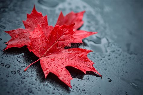 빨간 단풍 나무 잎