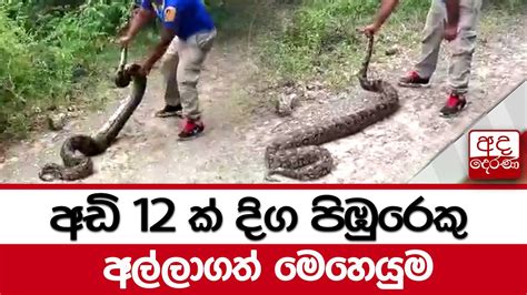 අඩි 12 ක් දිග පිඹුරෙකු අල්ලාගත් මෙහෙයුම Youtube