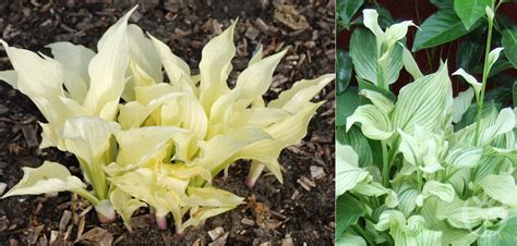 White Feather Bouwmeester Vaste Planten